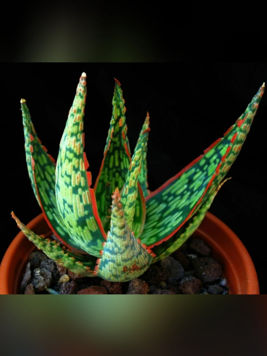 Pep Me Up – Scent'Serely Yours